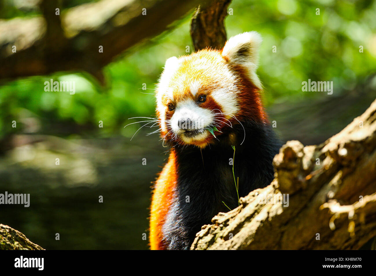 Red panda eating Stock Photo - Alamy