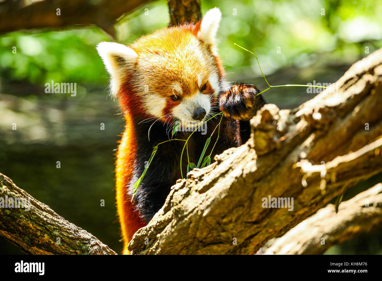 Red panda eating Stock Photo - Alamy