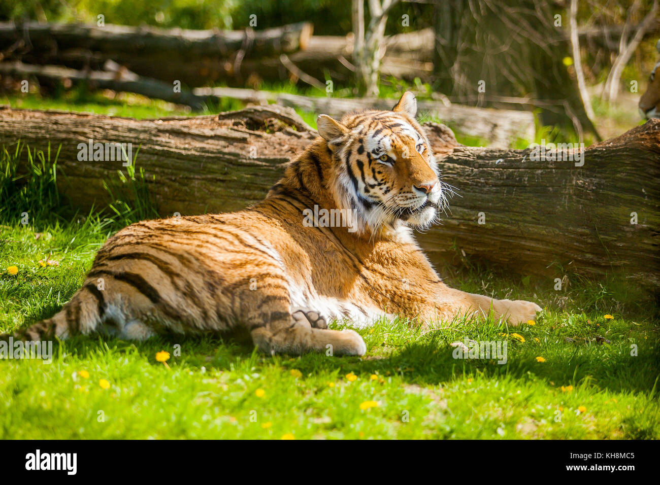 Hidden tiger hi-res stock photography and images - Alamy