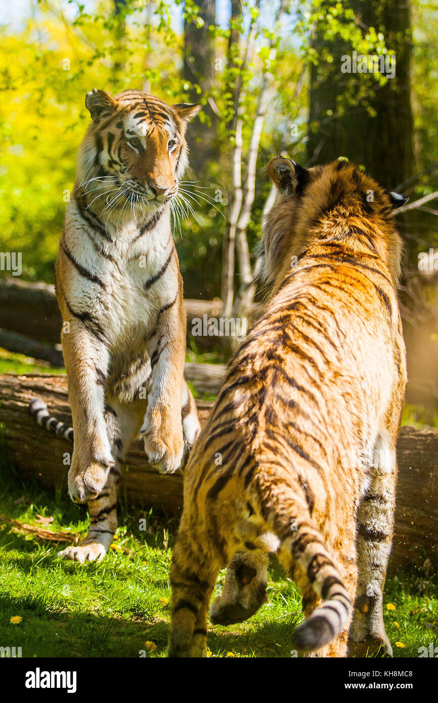 Tiger relax hi-res stock photography and images - Alamy
