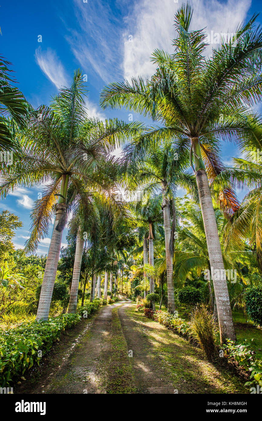 Jamaica and bahamas hi-res stock photography and images - Alamy