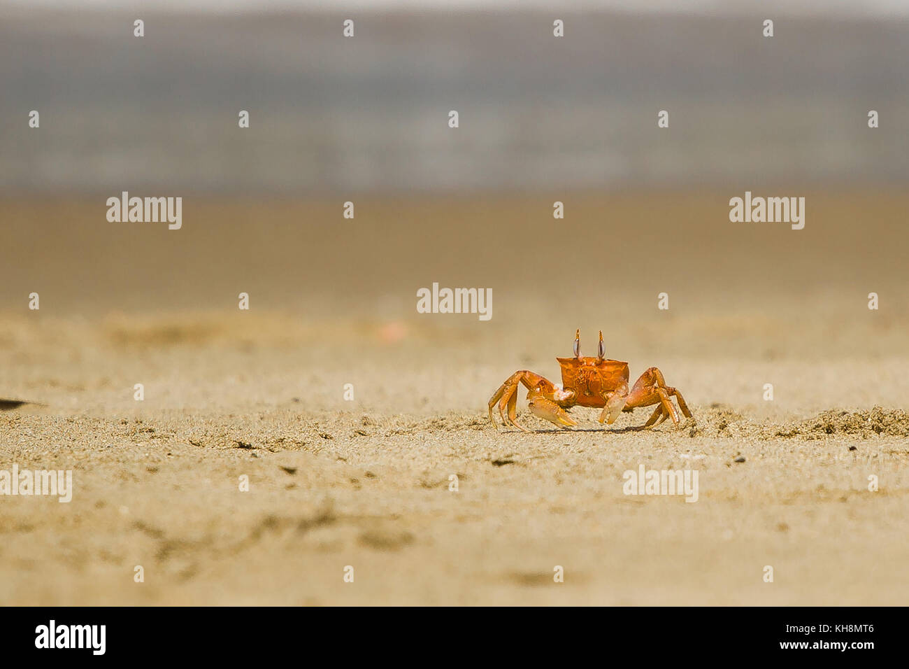 Crab on the beach Stock Photo - Alamy