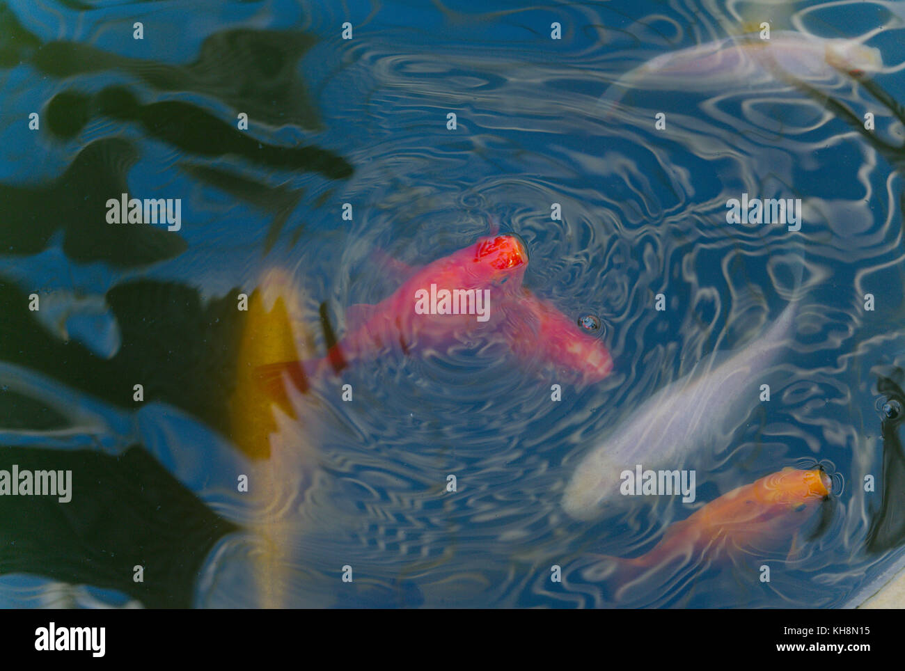 Goldfish in a pond Stock Photo - Alamy