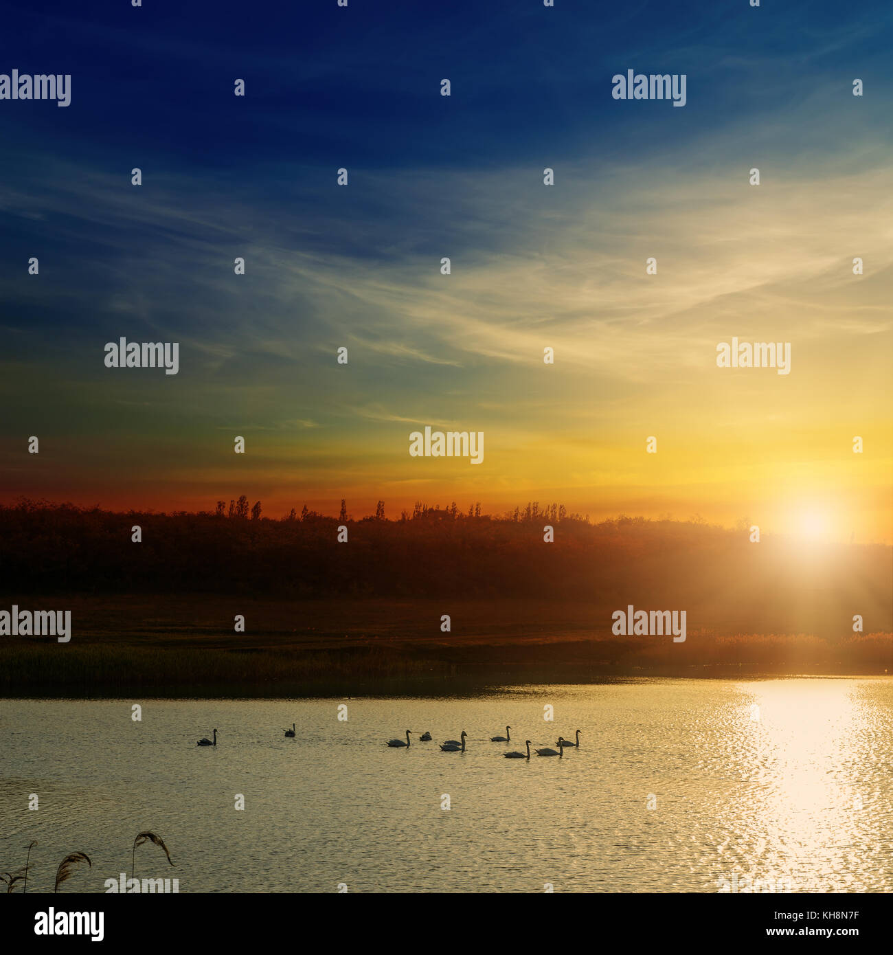 sunset over river with swans Stock Photo - Alamy