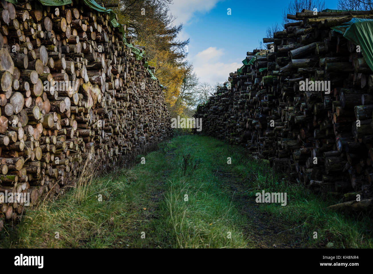Mass timber hi-res stock photography and images - Alamy
