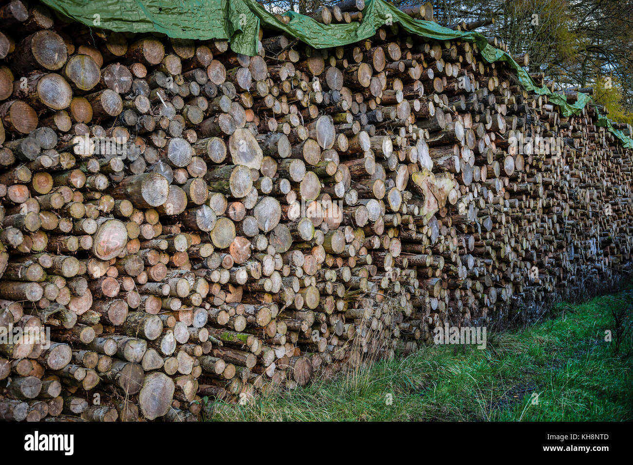 Timber stack awaiting transport Stock Photo - Alamy