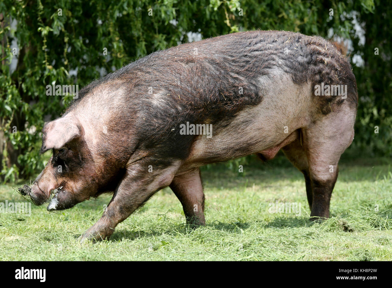 Duroc Boar High Resolution Stock Photography and Images - Alamy