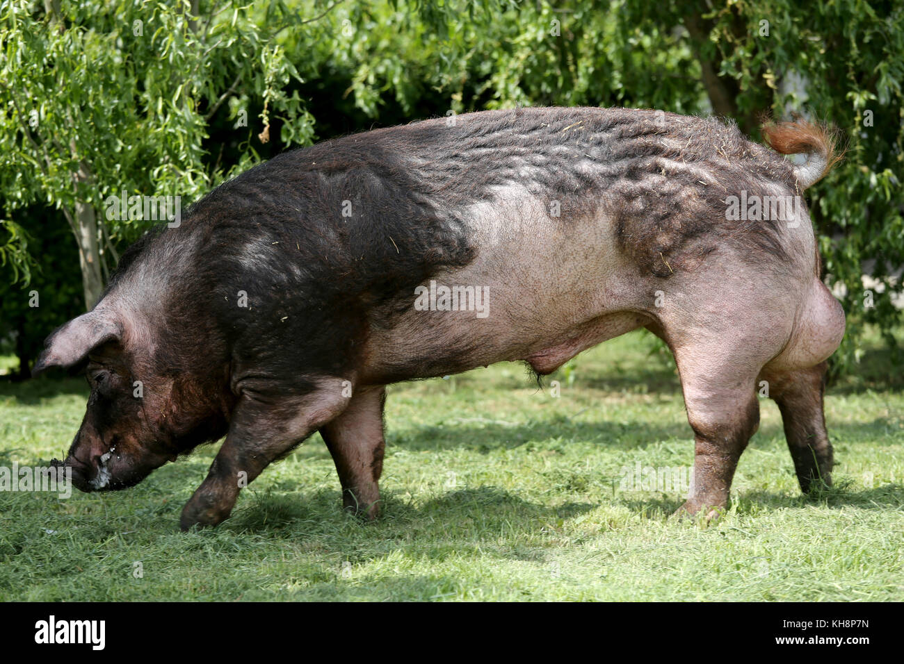 Livestock pig breeding in farm yard rural scene Stock Photo - Alamy
