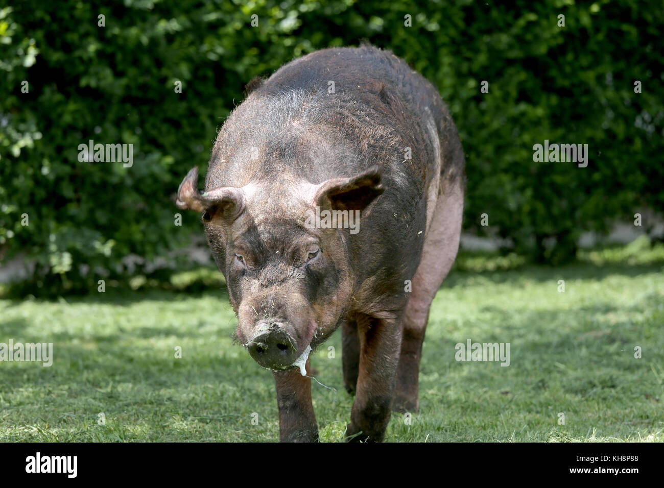 Livestock pig breeding in farm yard rural scene. Mighty duroc breed pig ...