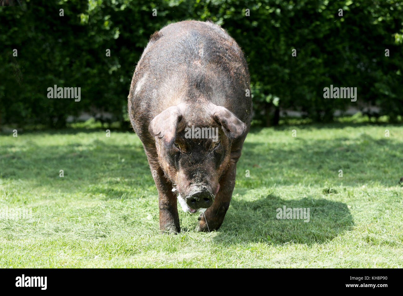 Mighty duroc breed pig eating on meadow Stock Photo - Alamy