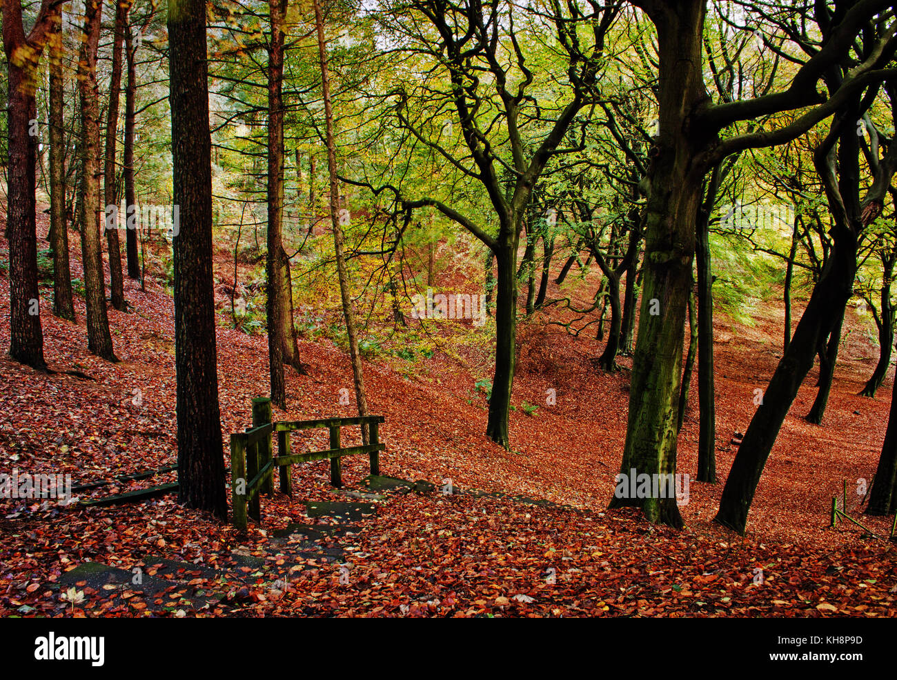 The stepped woodland path at Tandle Hill Country Park, tandle hills ...