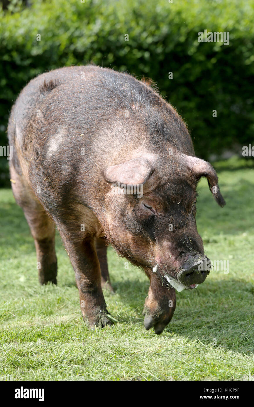 Mighty duroc breed pig eating on meadow Stock Photo - Alamy