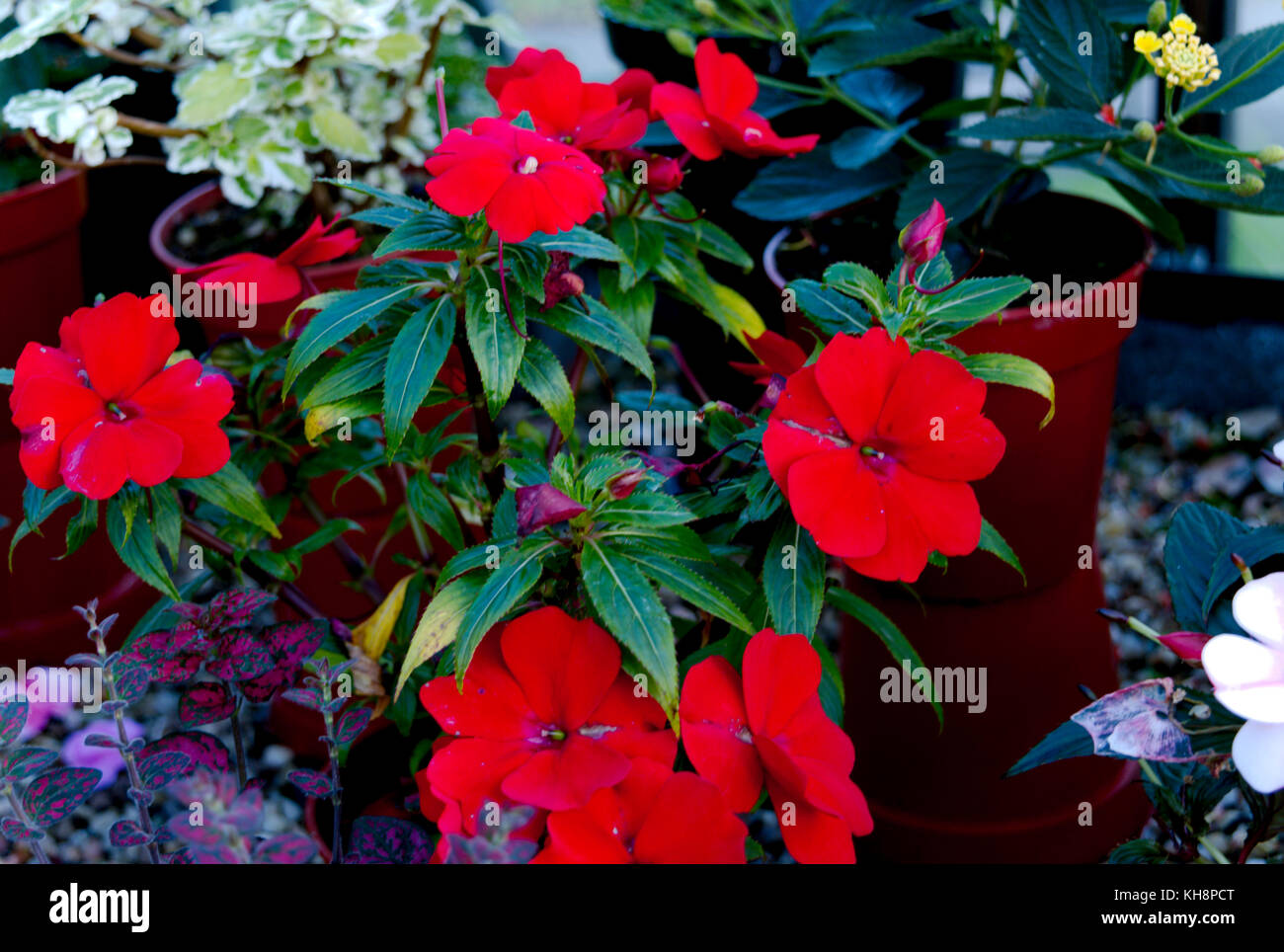 Red flowers in a plant pot Stock Photo - Alamy