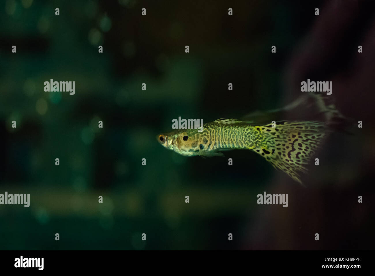 tropical fish in a tank Stock Photo - Alamy