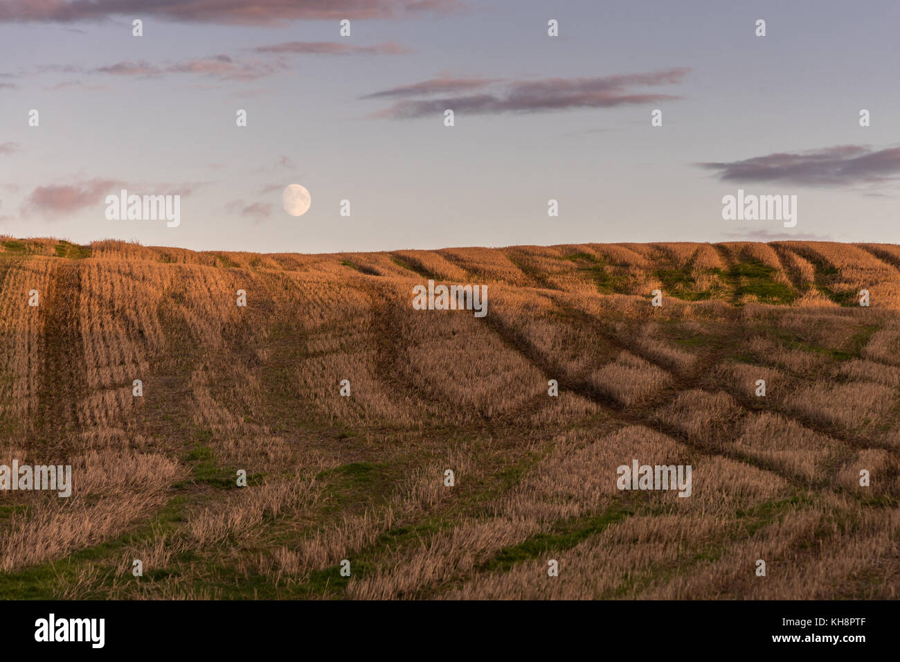 Full moon over cut wheat field Stock Photo - Alamy