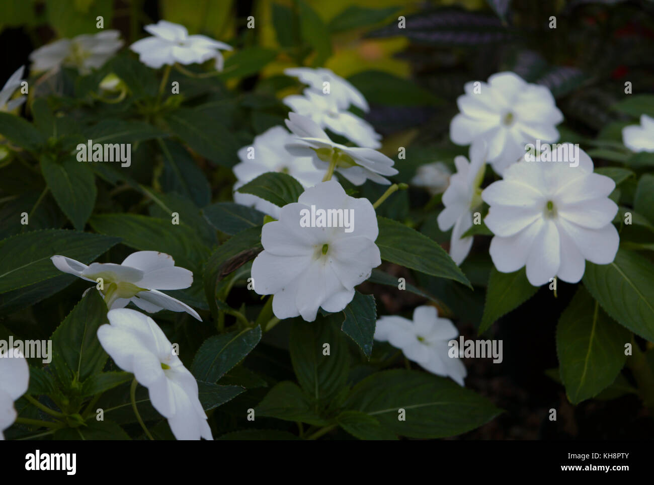 Busy lizzy hi-res stock photography and images - Alamy