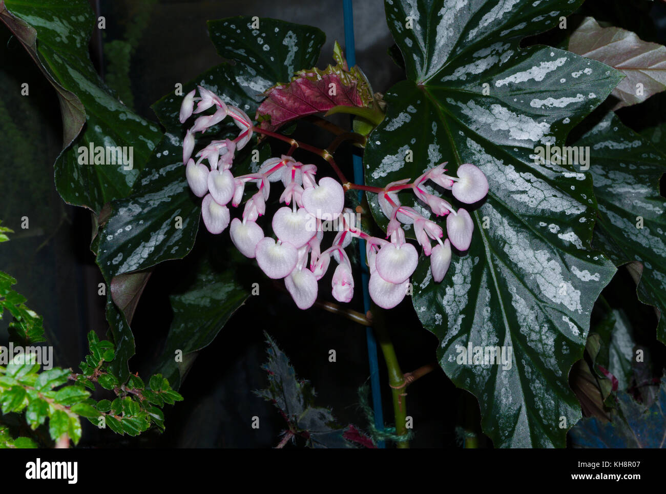 Begonia Rex in flower Stock Photo - Alamy