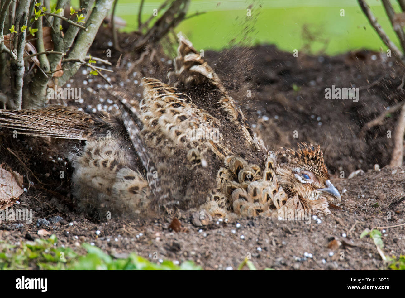 Common pheasant / Ring-necked pheasant (Phasianus colchicus) hen taking ...
