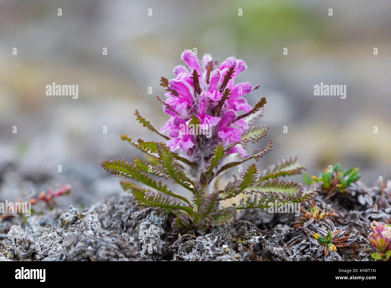 Lousewort arctic hi-res stock photography and images - Alamy