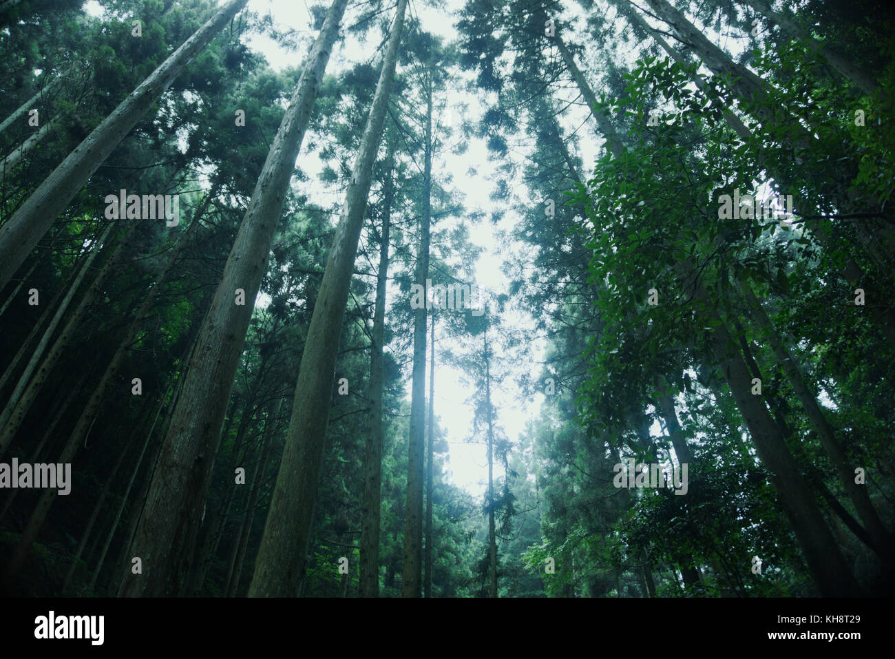 Looking up towards sunlight from a thick rain forest Stock Photo - Alamy
