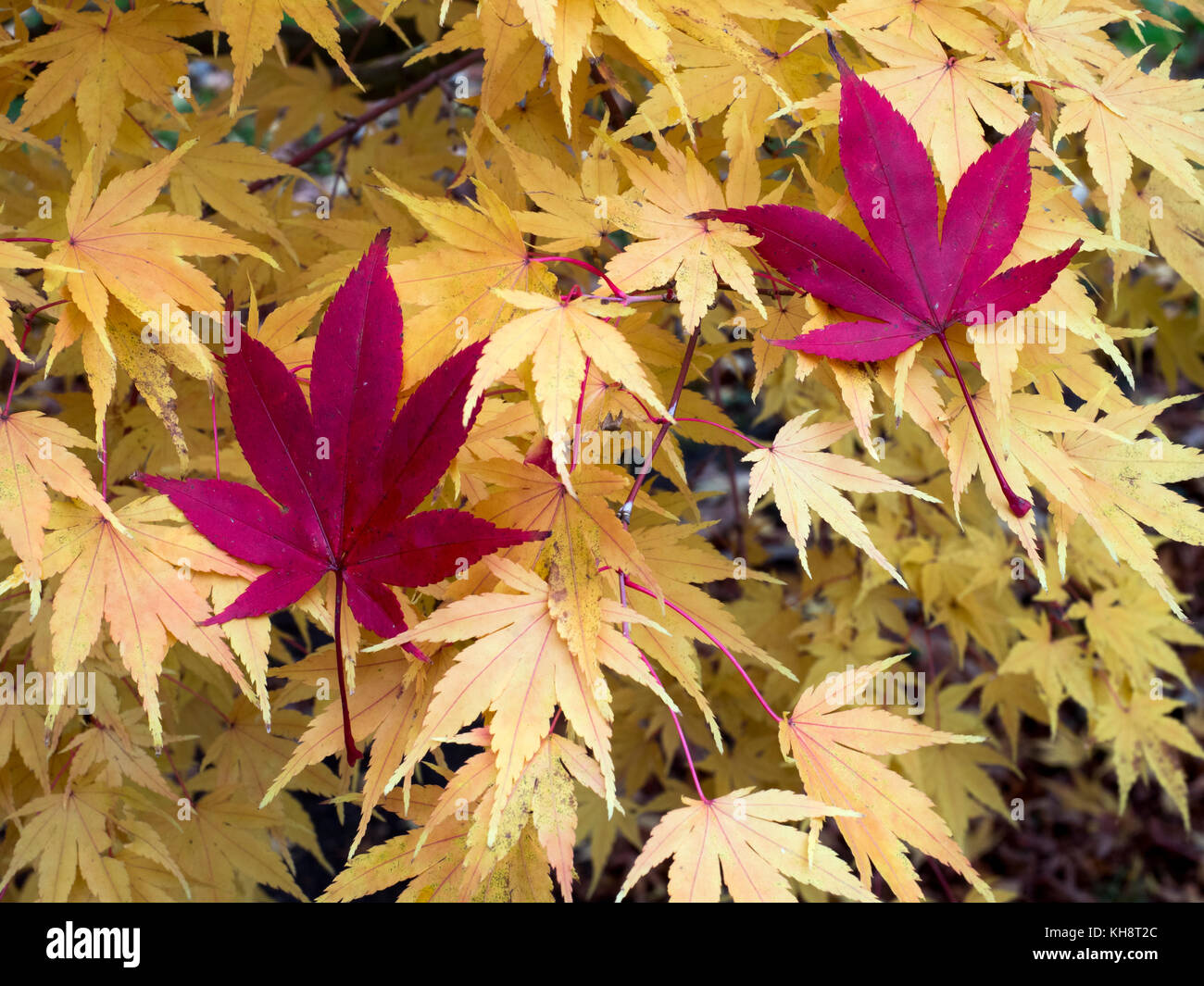 Japanese maples acer palmatum hi-res stock photography and images - Alamy