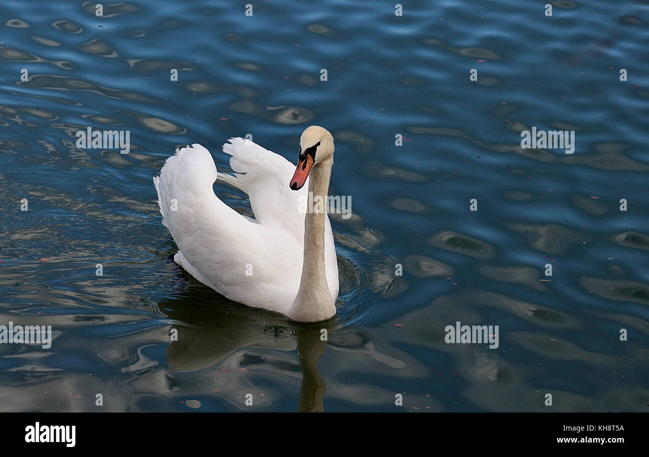 Swan. The image was taken in Austin, Texas Stock Photo - Alamy