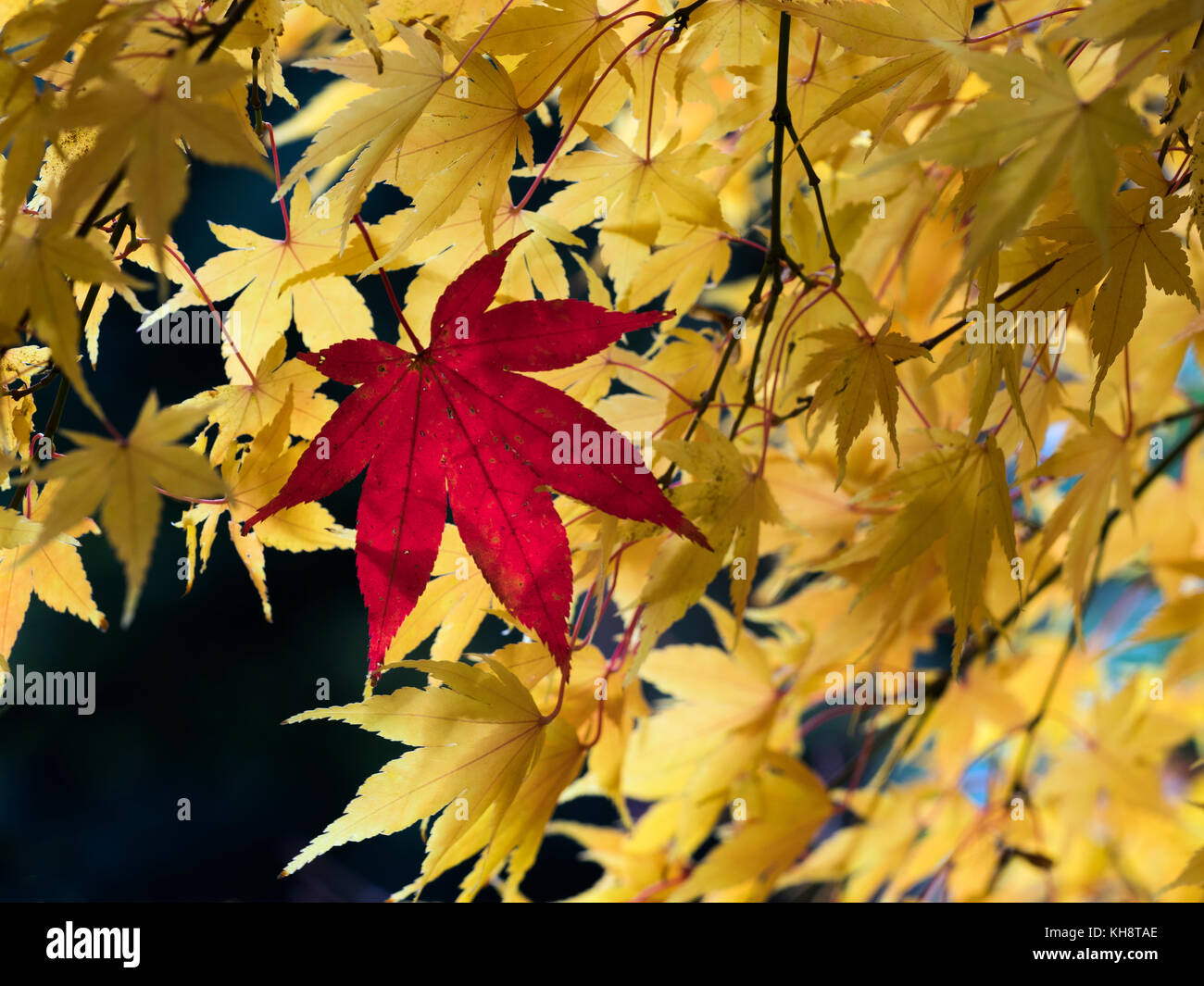 Japanese maples hi-res stock photography and images - Alamy