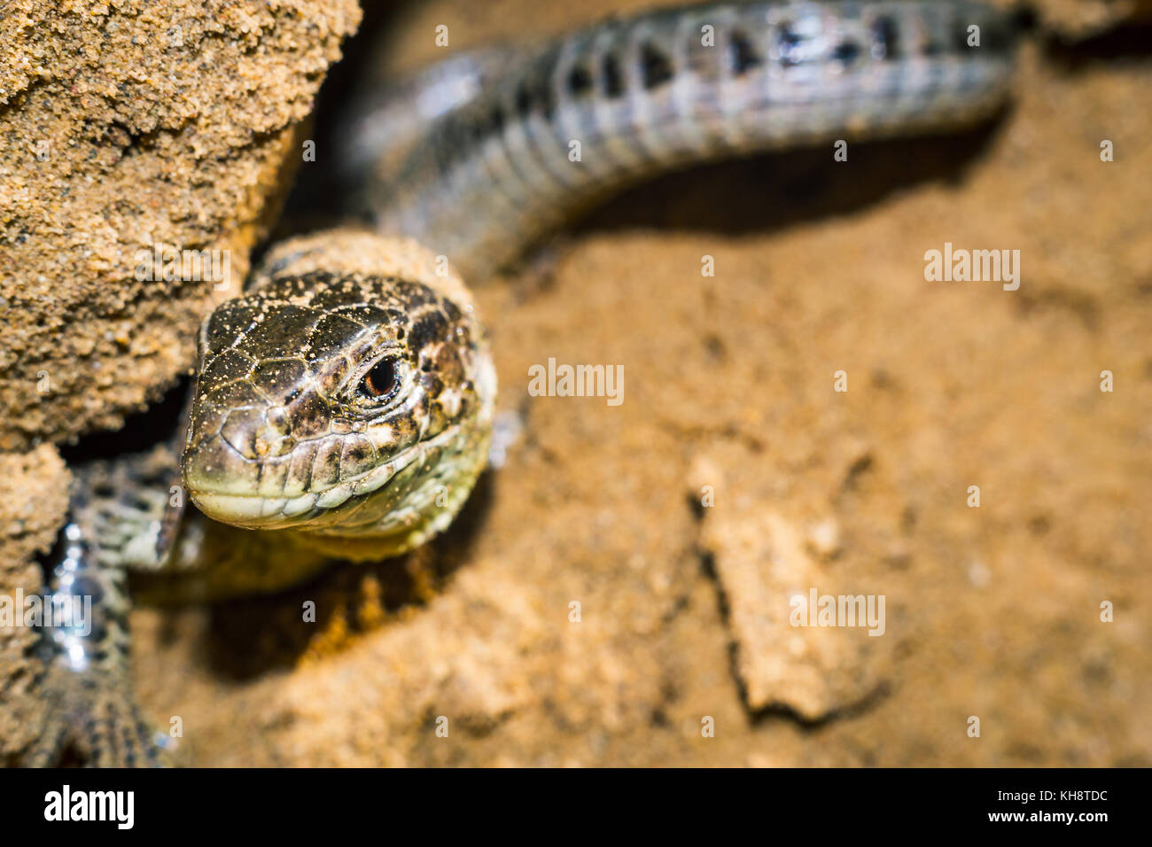portrait of a lizard close-up Stock Photo - Alamy