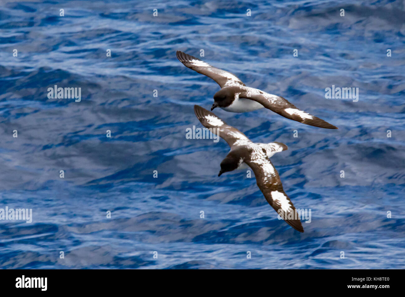 A pair of Cape Petrels also known as Pintado petrels circle the ...