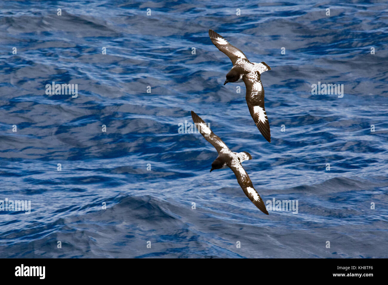 A pair of Cape Petrels also known as Pintado petrels circle the ...