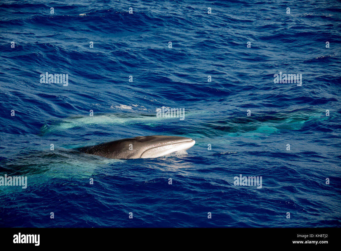 Minke whales hi-res stock photography and images - Alamy