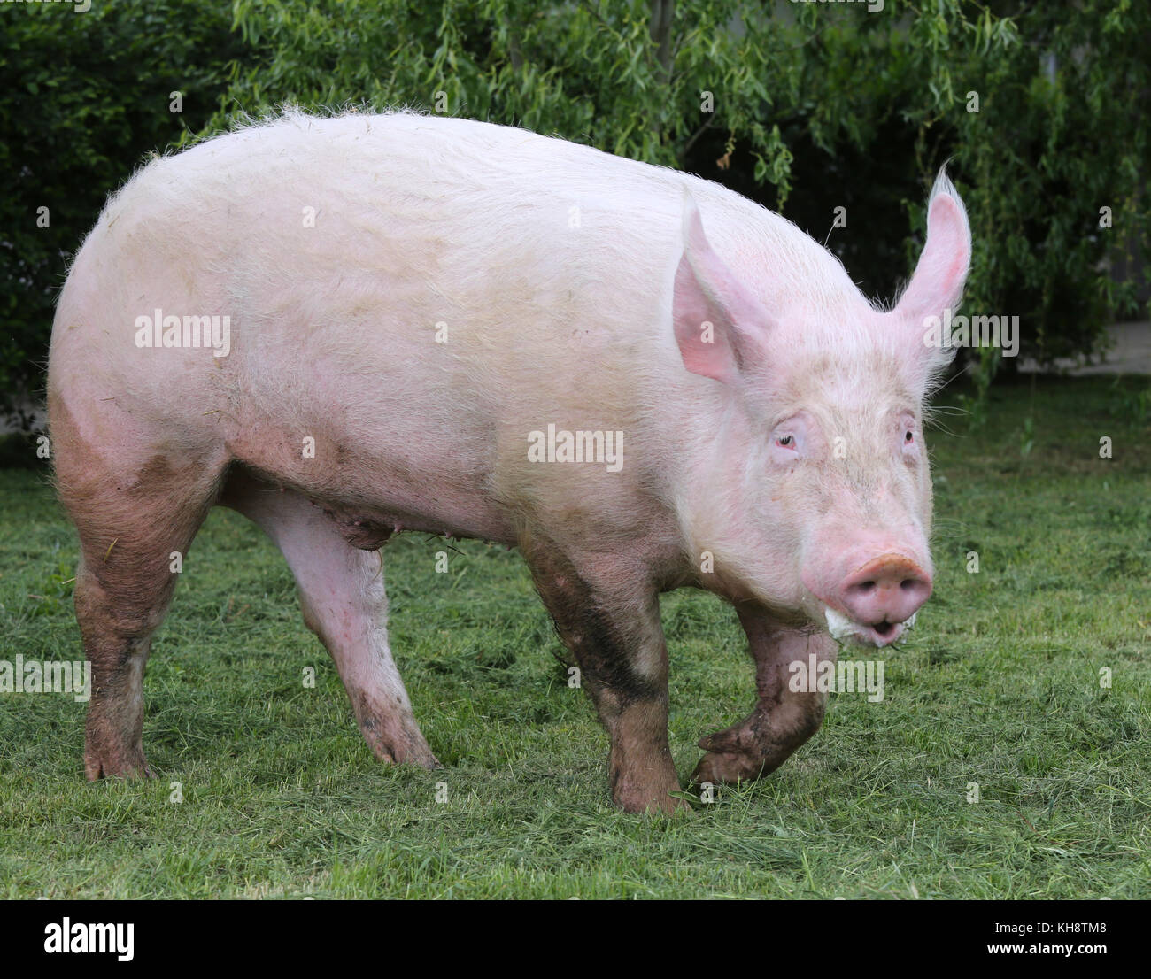 Mighty female domestic pig arrived to the meadow Stock Photo - Alamy