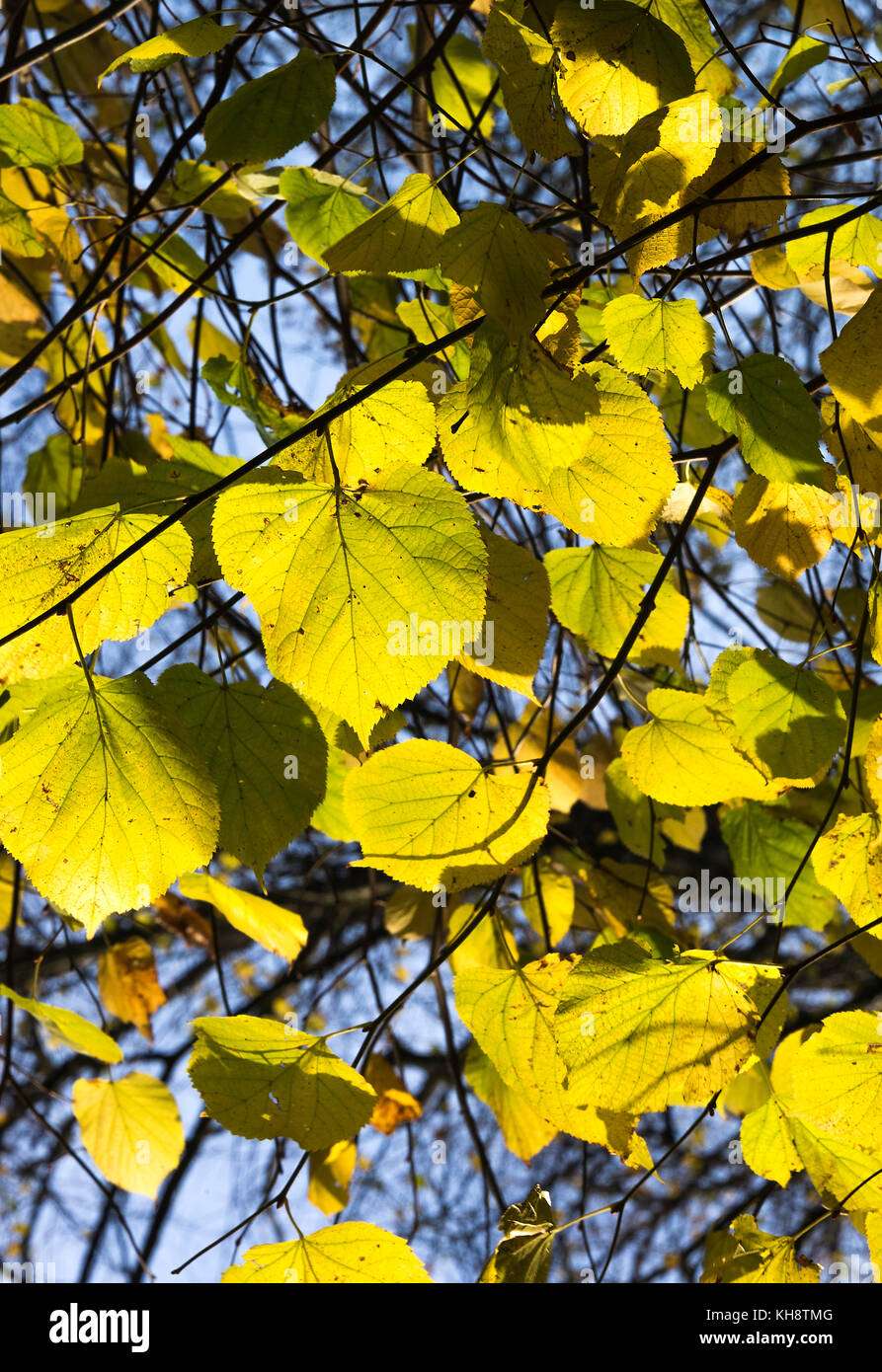 Lime Tree Leaves in Autumn Colours and Tints in Shipton under Wychwood ...