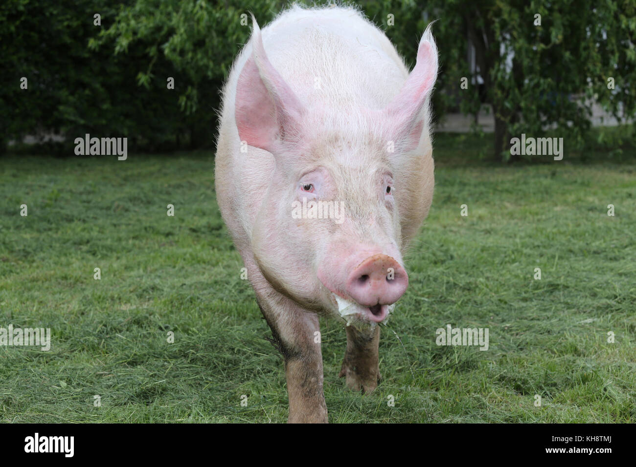 Mighty female domestic pig arrived to the meadow Stock Photo - Alamy