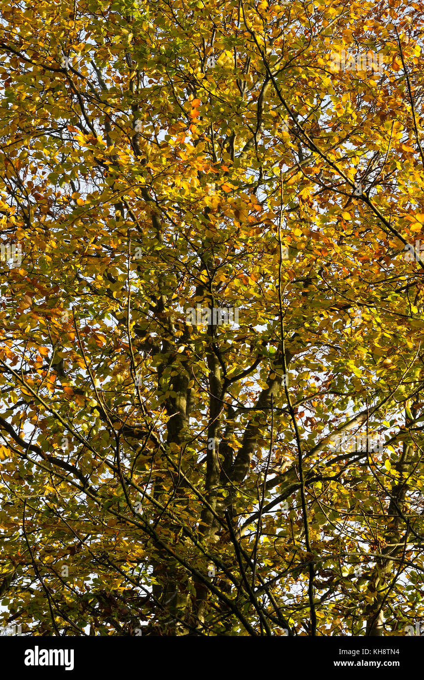 Common Beech Tree in Autumn Colours in Shipton under Wychwood ...