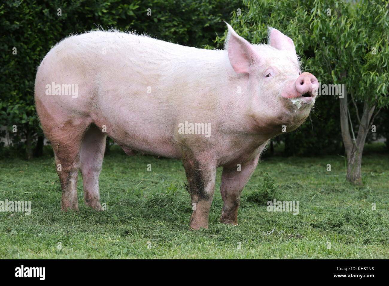 Funny extreme close up of a mighty young sow pig Stock Photo - Alamy