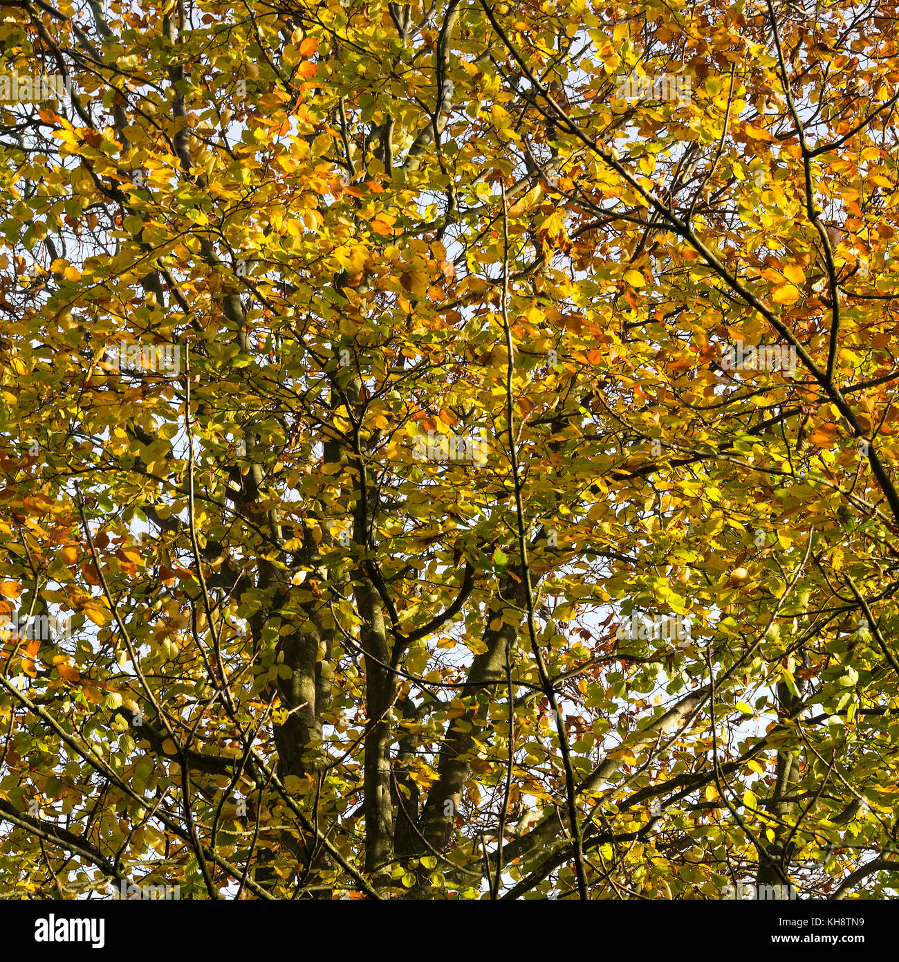 Common Beech Tree in Autumn Colours in Shipton under Wychwood ...