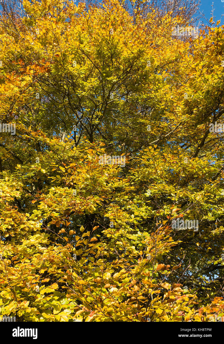 Common Beech Tree in Autumn Colours in Shipton under Wychwood ...