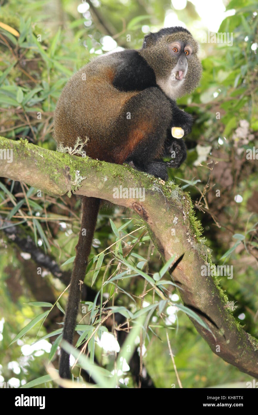 Golden Monkeys, Rwanda Stock Photo - Alamy