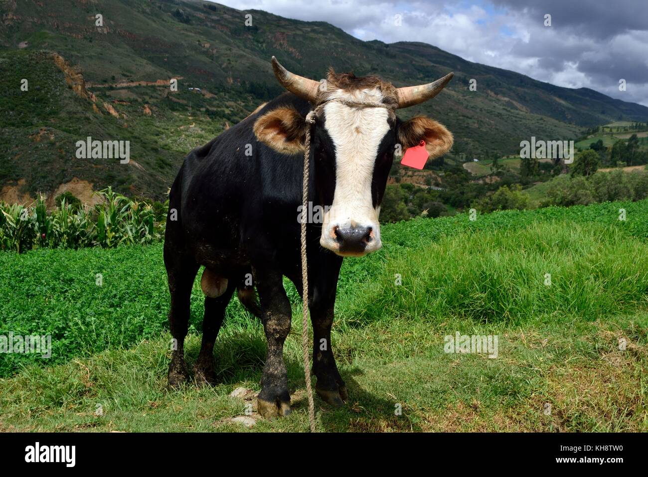 Bull in JESUS. Department of Cajamarca .PERU Stock Photo - Alamy