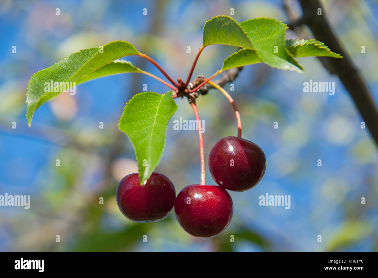 Beautiful bunch of fresh cherries hi-res stock photography and images ...