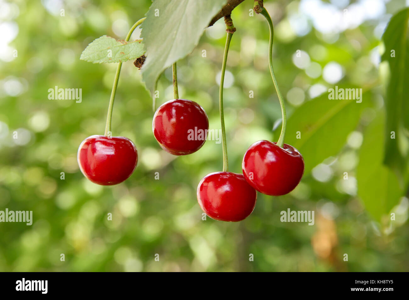 Beautiful bunch of fresh cherries hi-res stock photography and images ...