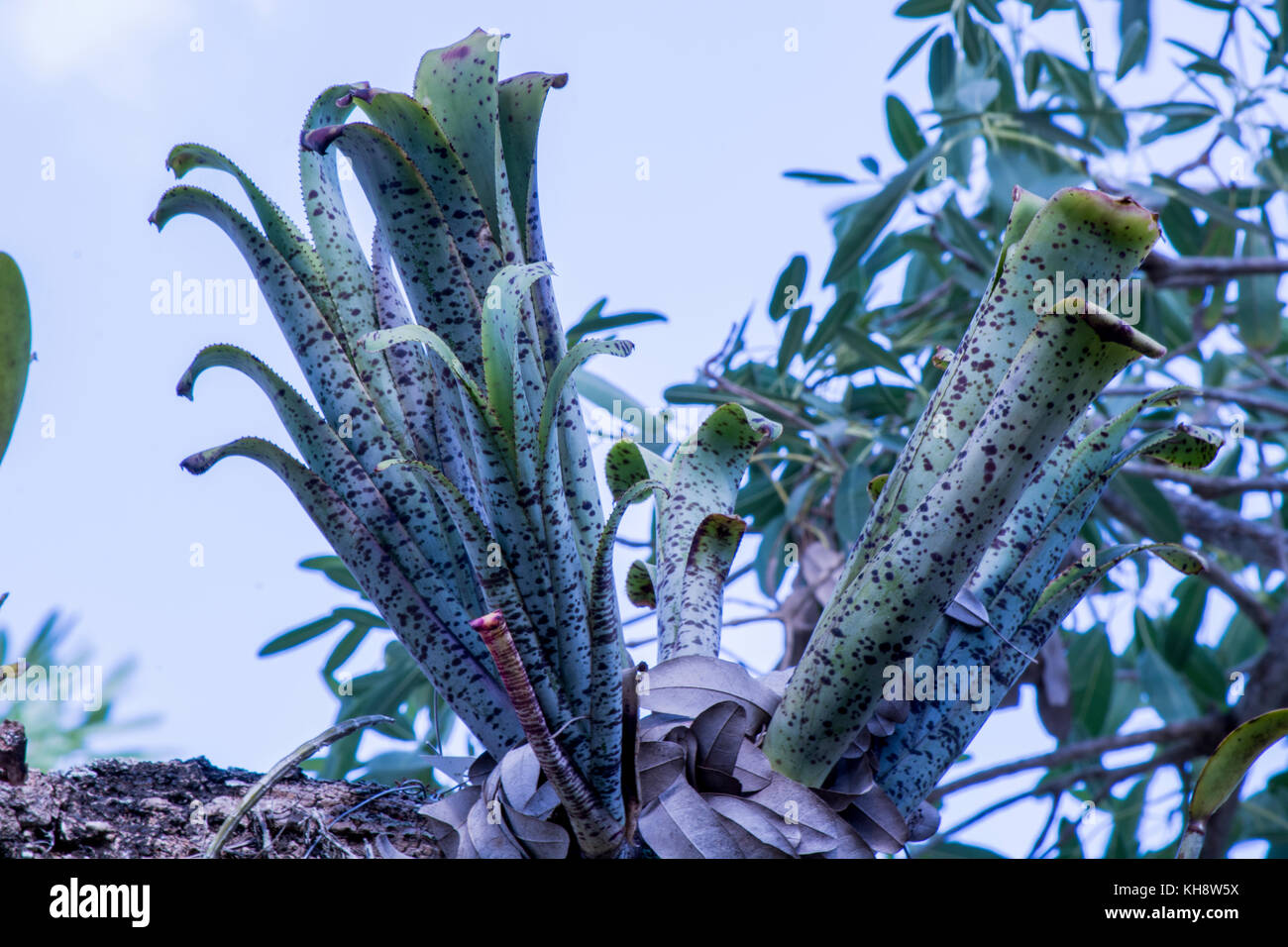 Best botanical collection hi-res stock photography and images - Alamy