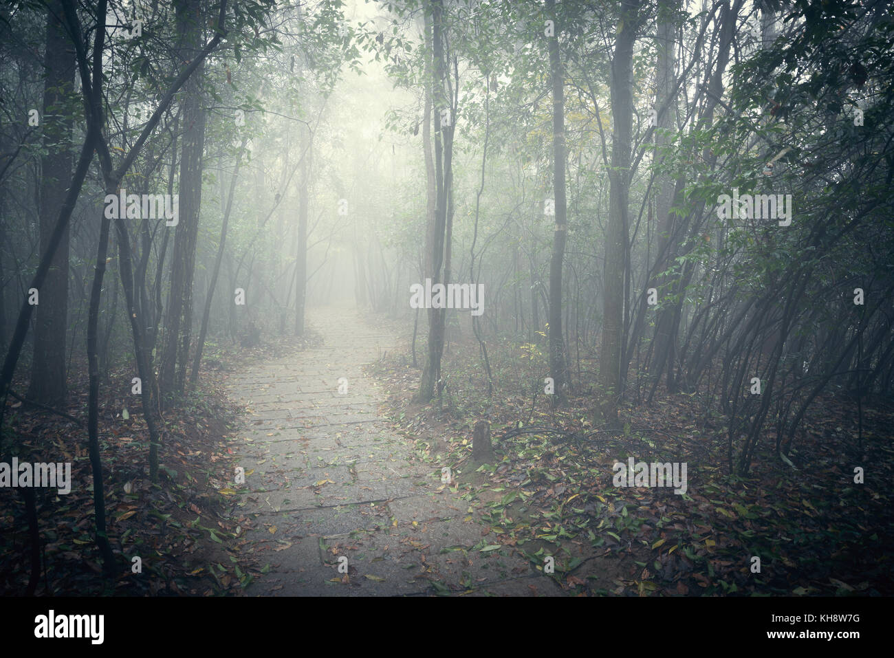 Wet stone path in Zhangjiajie Forest Park at foggy rainy day time ...