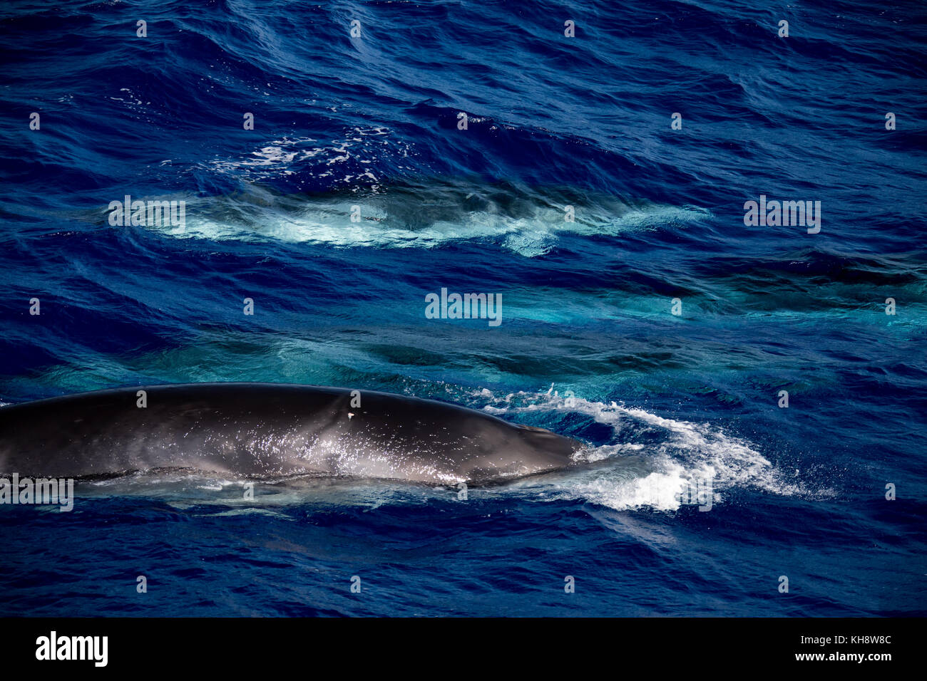 Minke whales hi-res stock photography and images - Alamy