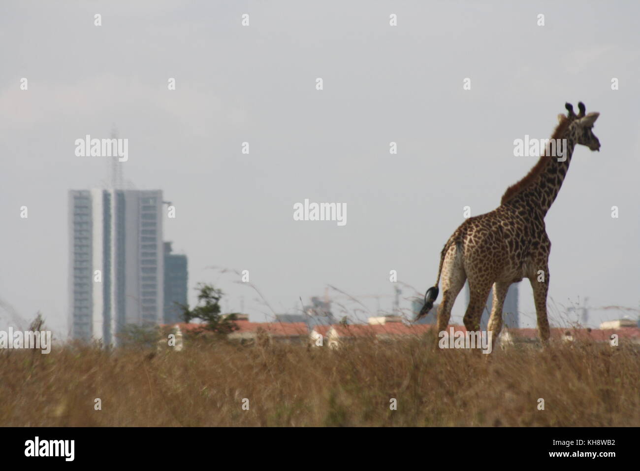 Giraffe with big city background, Nairobi, Kenya Stock Photo - Alamy