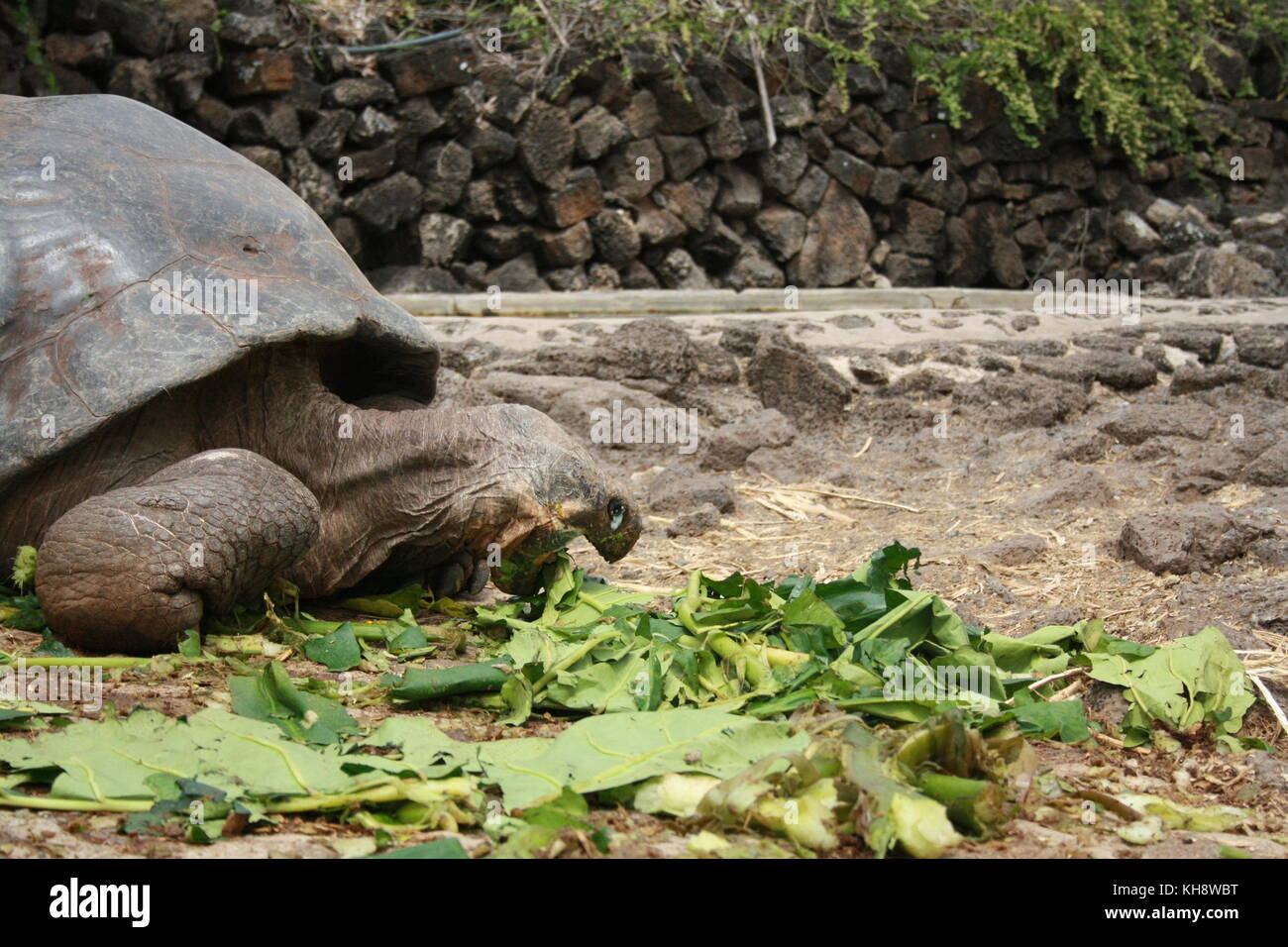 Giant land tortoise, Galapagos, Ecuador Stock Photo - Alamy