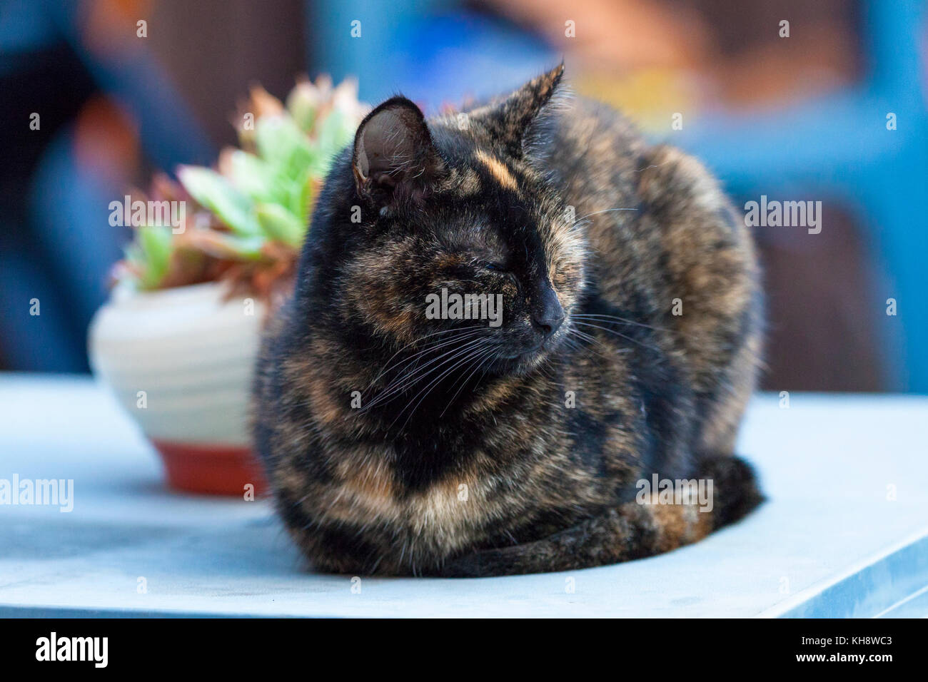 Adult female tortoiseshell cat sitting on a blue table with a flower ...