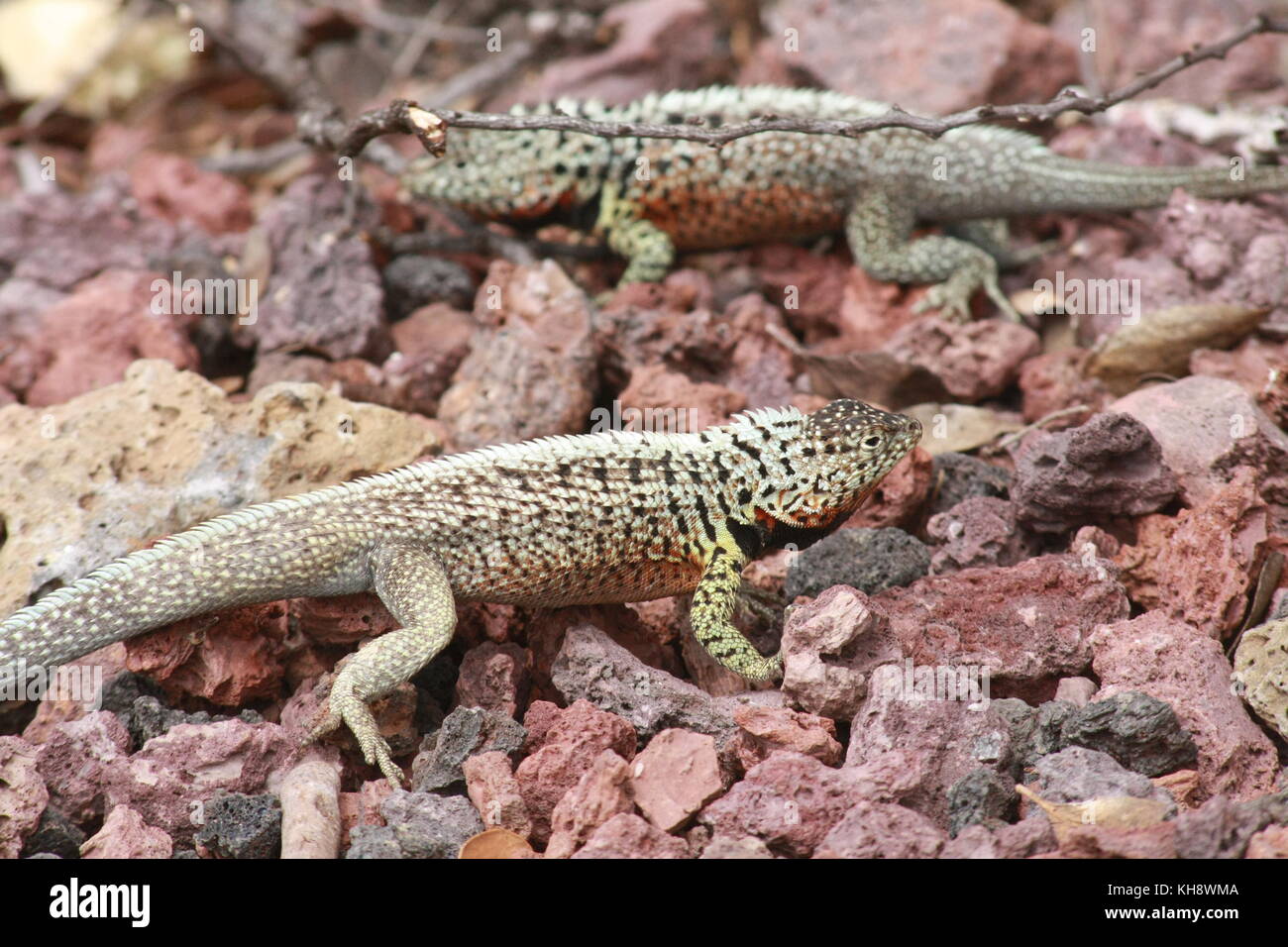 Lava lizards fighting to mate, Galapagos, Ecuador Stock Photo - Alamy