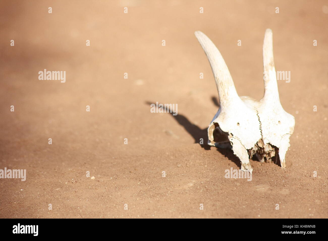 Goat skull in desert, Galapagos Island, Ecuador Stock Photo - Alamy